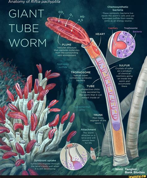 Anatomy Of Riftia Pachyptila Cg Giant Chemosynthetic Bacteria These