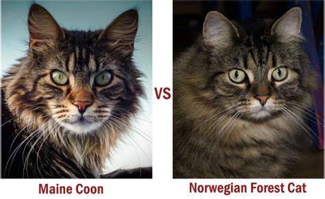 Norwegian Forest Cat Maine Coon