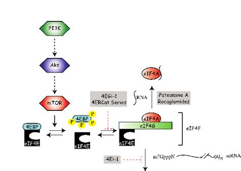 Targeting Protein Translation Initiation For Cancer Therapy