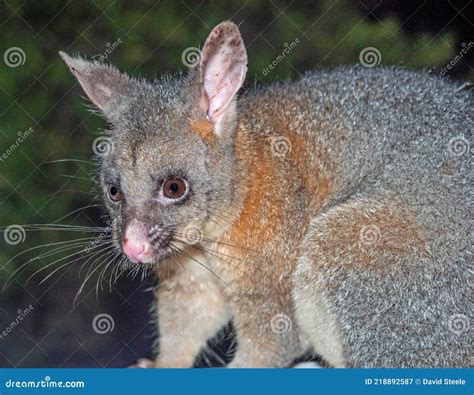 Portrait Of A Male Common Brushtail Possum Stock Image Image Of