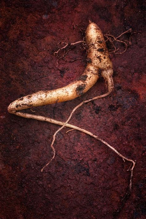 How To Propagate Mandrake Root Learn About The Propagation Of Mandrake