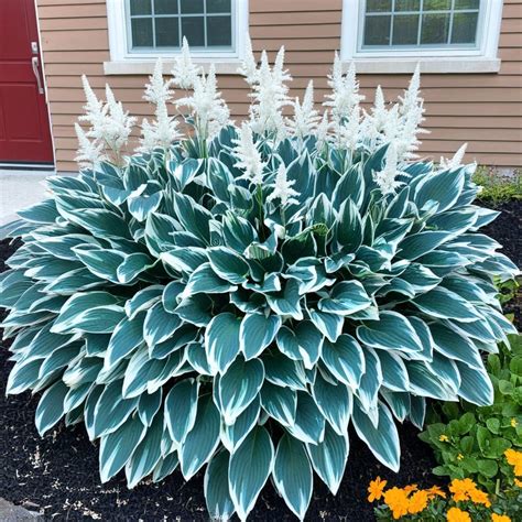 Ultimate Hosta Care Guide Best Tips For Growing Buying And