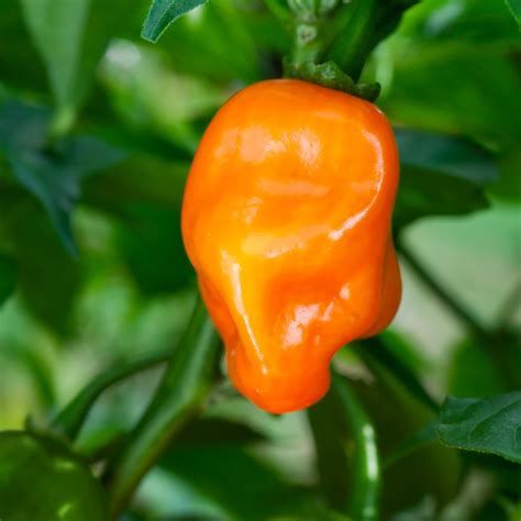 Chilli Growing Kit Grow Sow Greener