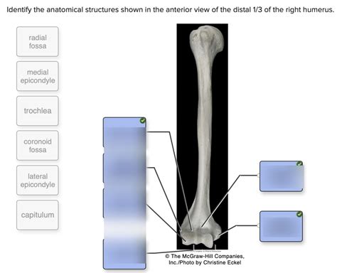 1 3 Right Humerus Diagram Quizlet