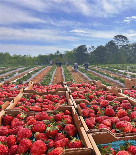 U Pick Strawberry Picking At Jaemor Farms