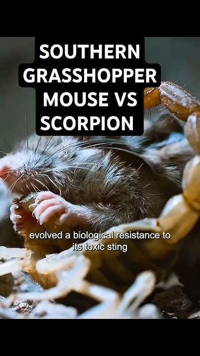 The Southern Grasshopper Mouse Vs Venomous Scorpion Shortvideo Youtube