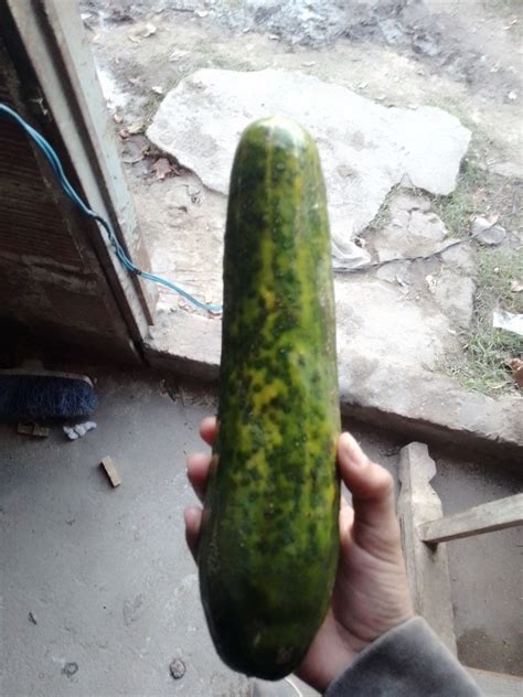 Sofia Fierro Sofiafierro7 Twitter