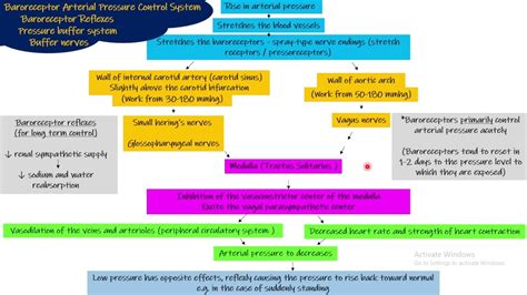 Baroreceptor Reflex Chapter 18 Part 6 Guyton And Hall Physiology
