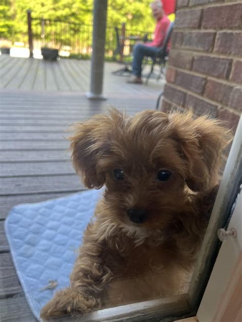 My 12 Week Old Cavapoo Her Name Is Belle She Is Perfect Rcavapoos