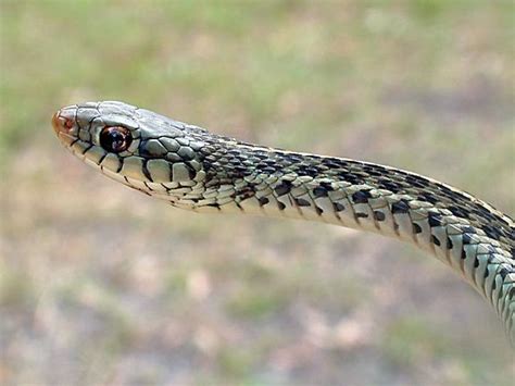 Eastern Garter Snake Distinctive And Colorful