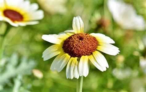 Margarite Flor Florescer Foto Gratuita No Pixabay Pixabay