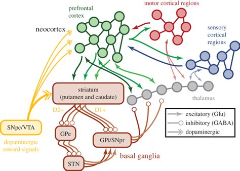 Anatomy Of Neocortex And Bg Cortical Projections Enter The Bg Through