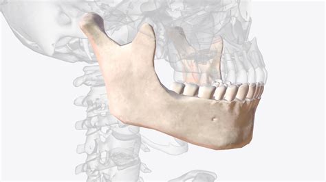 The Lower Jaw Mandible Supports The Bottom Row Of Teeth And Gives Shape