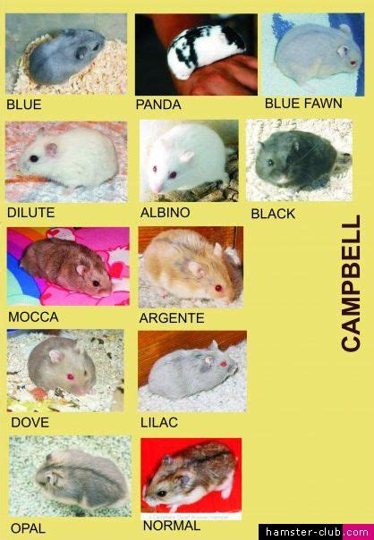 Cambells Dwarf Hamster Colors Dwarf Hamster Food Robo Dwarf Hamsters
