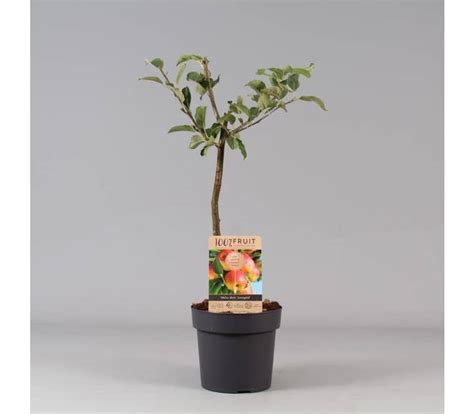 Malus Dom Jonagold Green Solutions