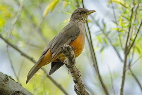 Cuál Es El Ave De La Ciudad Que En Primavera Canta Desde La Madrugada