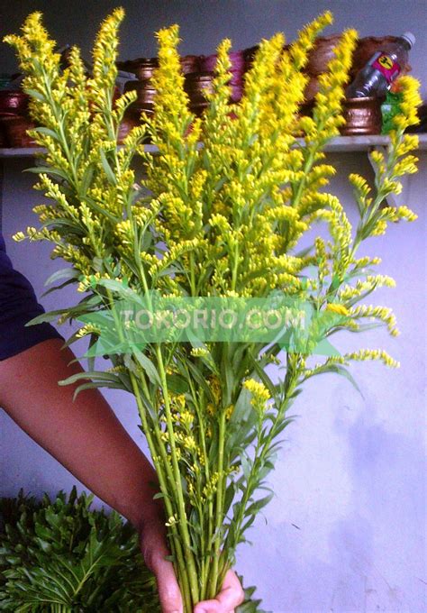 Bunga Solidago Rosida