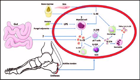 Experimentally There Is Evidence Pointing Towards Inflammation Or