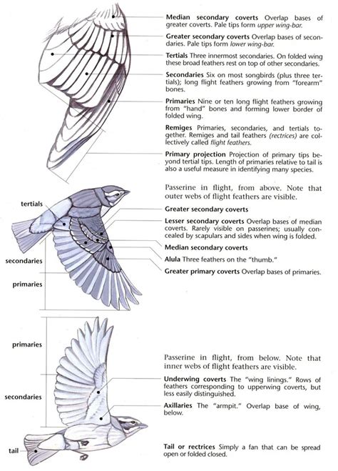Folded Bird Wing Anatomy