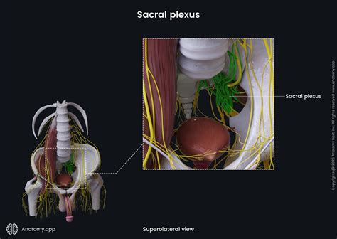 Largest Branch Of Sacral Plexus