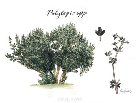 Queuña Polylepis Spp