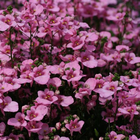 Planting Instructions For Diascia Seeds