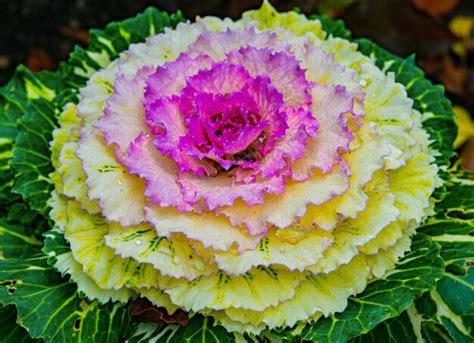 Premium Photo Nutrientrich Green Cabbage A Wholesome Addition To Your