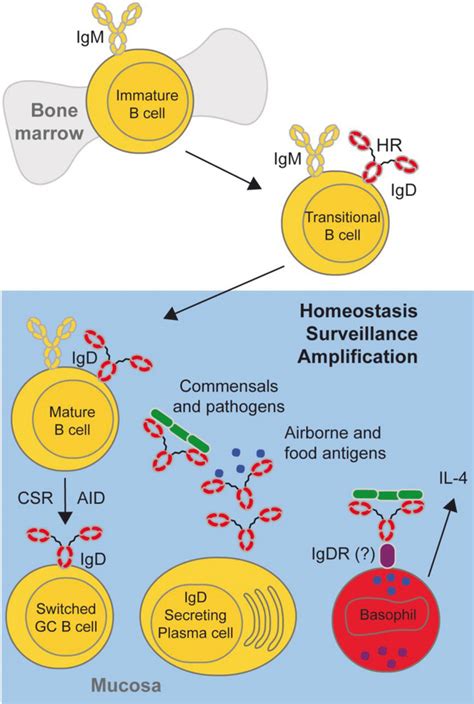 The Enigmatic Function Of Igd Some Answers At Last Gutzeit 2018
