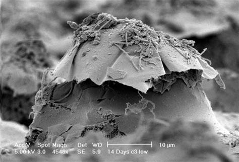 Spicule – Life in hot springs – Te Ara Encyclopedia of New Zealand