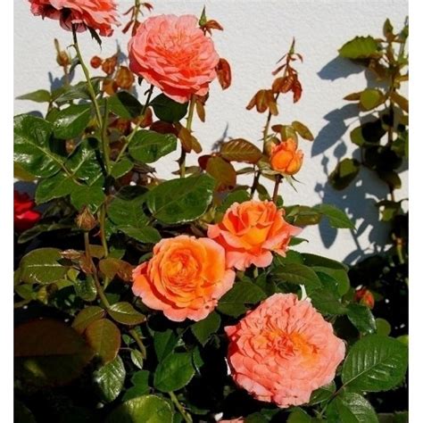 Амур де Молен (Amour de Molene (Adaruocal)