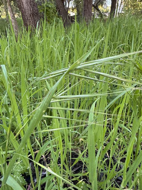 Invasive Grasses Rceanothus