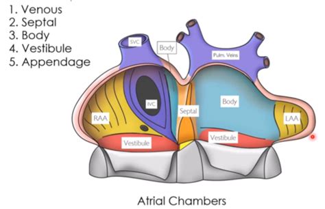 Sequential Segmental Approach To Analysis Flashcards Quizlet