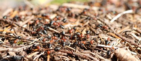 Thatching Ants