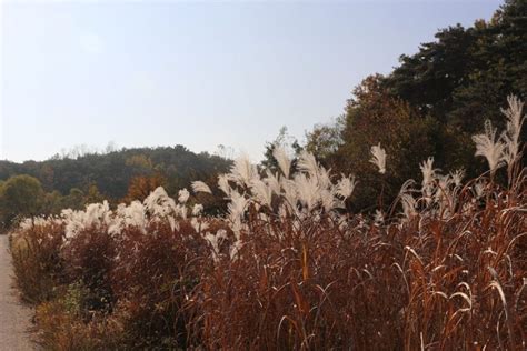 Flame Grass Facts Every Gardener Should Know For Stunning Results Plantisima
