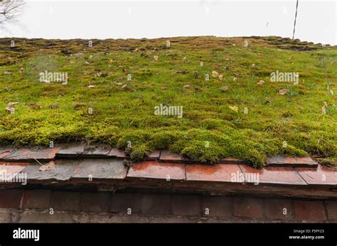 Old Barn House Roof Coated In A Thick Layer Of Moss Retaining Water And
