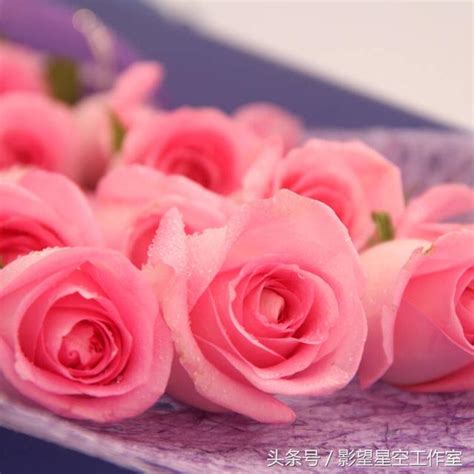 美美噠甦醒玫瑰花，以純情浪漫、清新粉嫩的外表讓人心動 每日頭條