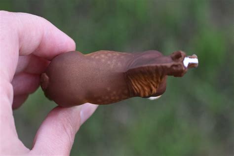 Chestnuts Caitee Cooper