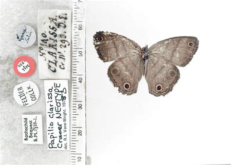 Cissia Penelope Type Specimens
