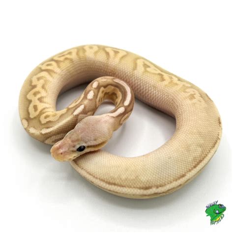 Super Stripe Yellow Bellied Ball Python Hatchling Strictly Reptiles
