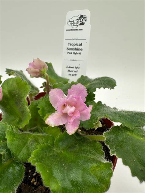 Tropical Sunshine Pink Hybrid Live African Violet 4 Heavenly