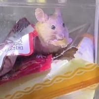 Siberia Mouse 知乎