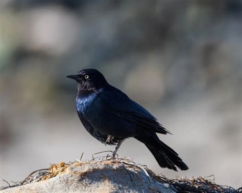 Brewers Blackbird Facts Diet Habitat And Pictures On Animaliabio