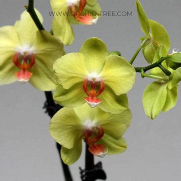 Phalaenopsis Orchids Moth Orchid Colors Flower Orchid Tree