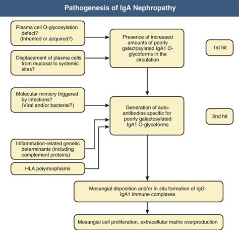 Iga Nephropathy And Henoch Schönlein Nephritis Abdominal Key