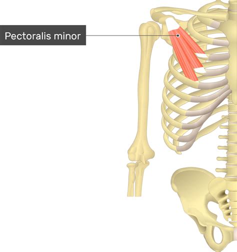 Pectoralis Major Origin And Insertion