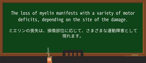 【英単語】myelinを徹底解説！意味、使い方、例文、読み方