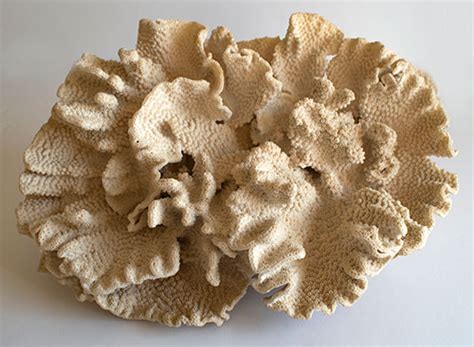 Scleractinian Corals Research Center For Biological Research