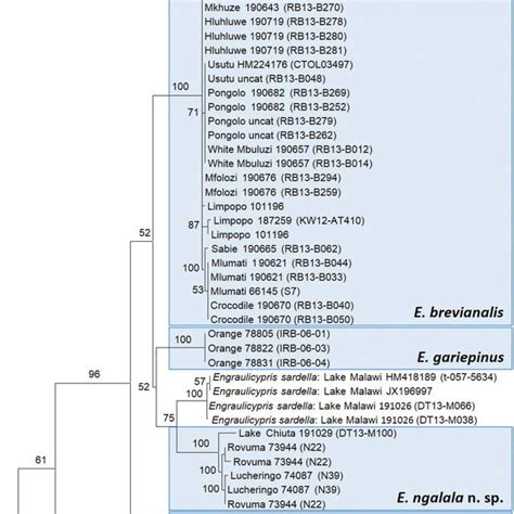 maximum likelihood phylogram based on partial sequences of the coi