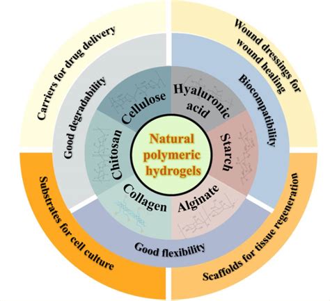 Natural Polymer Based Hydrogels From Polymer To Biomedical Application V1