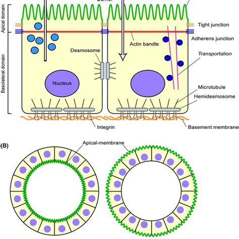 Apico Basal Polarity And Its Inverted Form A Apico Basal Polarity Of Download Scientific